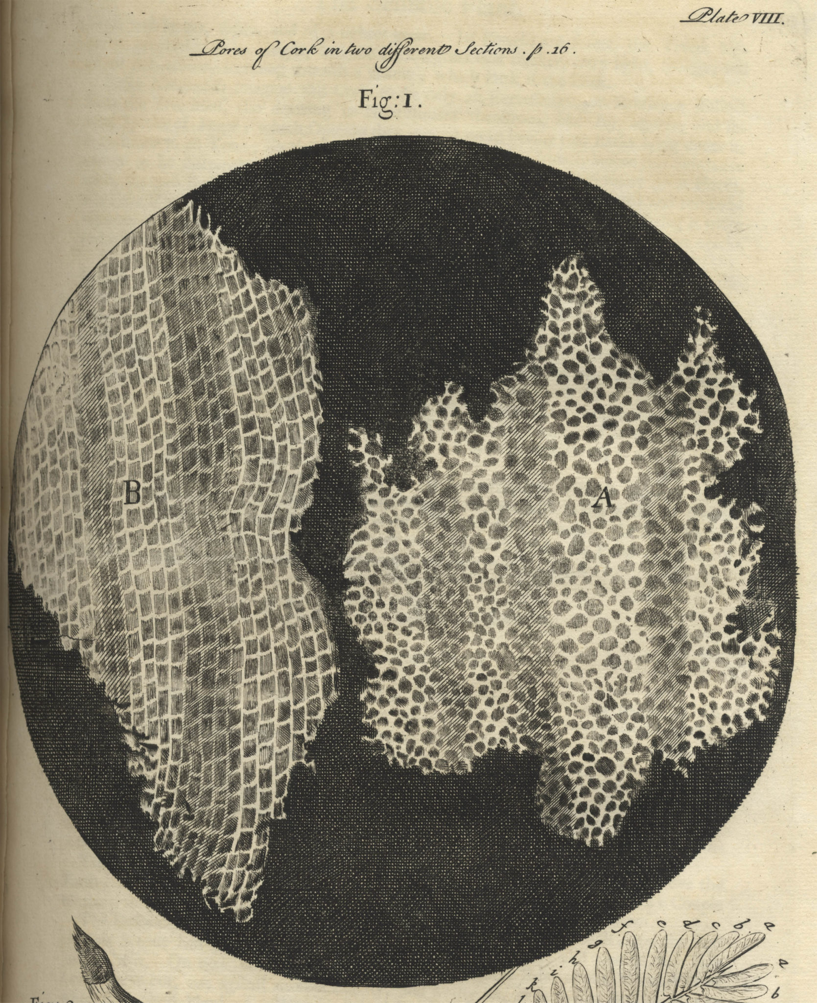 The Texture of Cork, and of the Cells and Pores of some other such ...